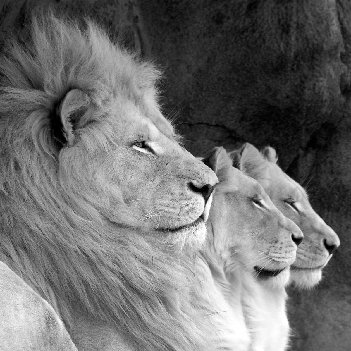 Laughter & Longevity - AgileCat